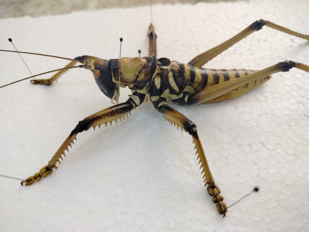 Stout magician from Sharbazher, Sulaymaniyah Governorate, Iraq on June ...