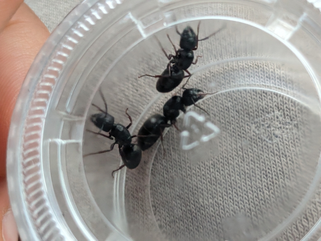 Western Black Carpenter Ant from Veradale, WA 99037, USA on May 9, 2024 ...