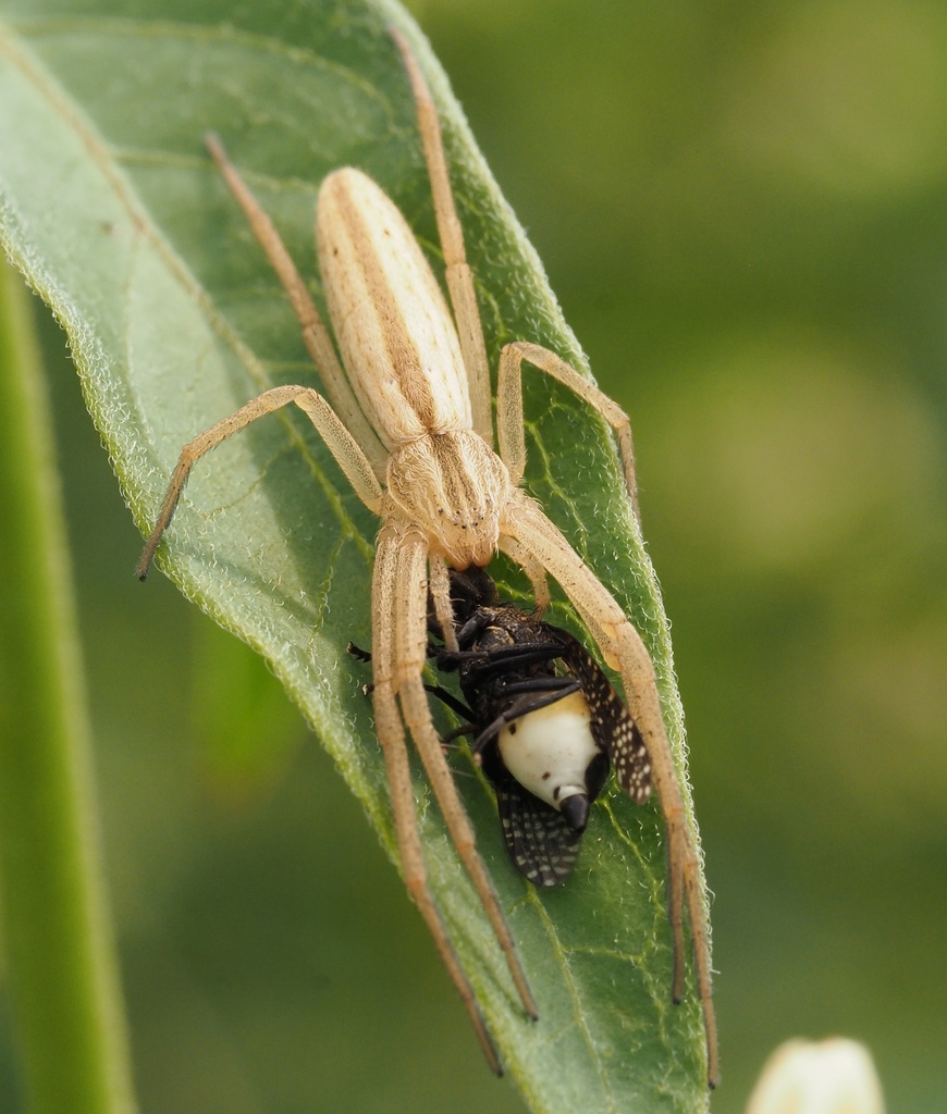 Oblong Running Spider (Spiders of Karnataka) · iNaturalist