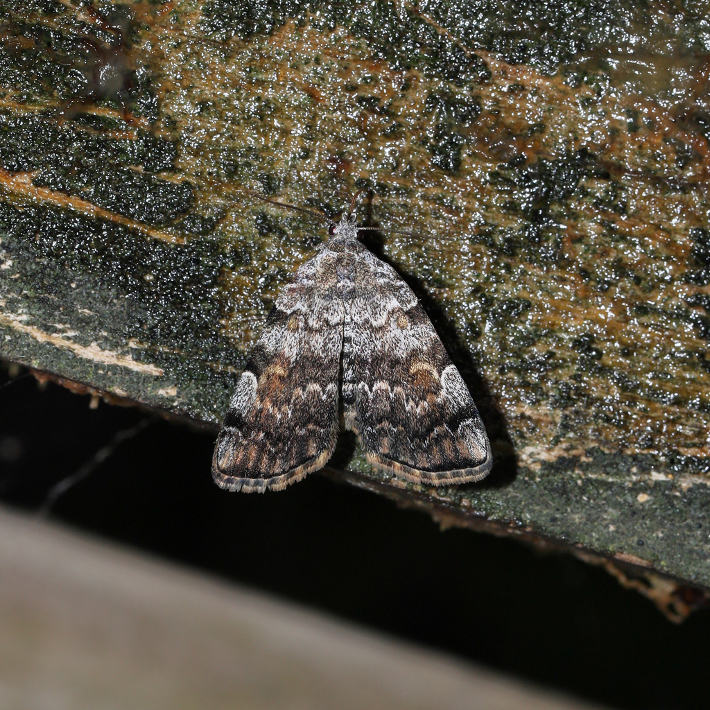 American Idia Moth in June 2024 by Adrienne van den Beemt · iNaturalist