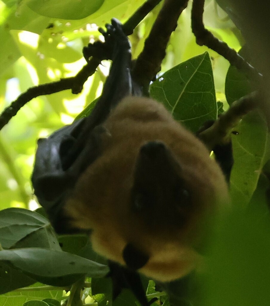 Admiralty Flying-fox from Tench, New Ireland Province, Papua New Guinea ...