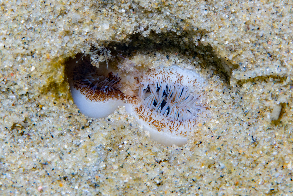 West Atlantic Surfclam from Rockport, MA, USA on August 12, 2020 at 12: ...