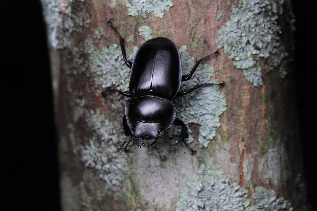 Neolucanus nitidus nitidus from 中国浙江省宁波市余姚市柿林村 邮政编码: 315165 on July 29 ...