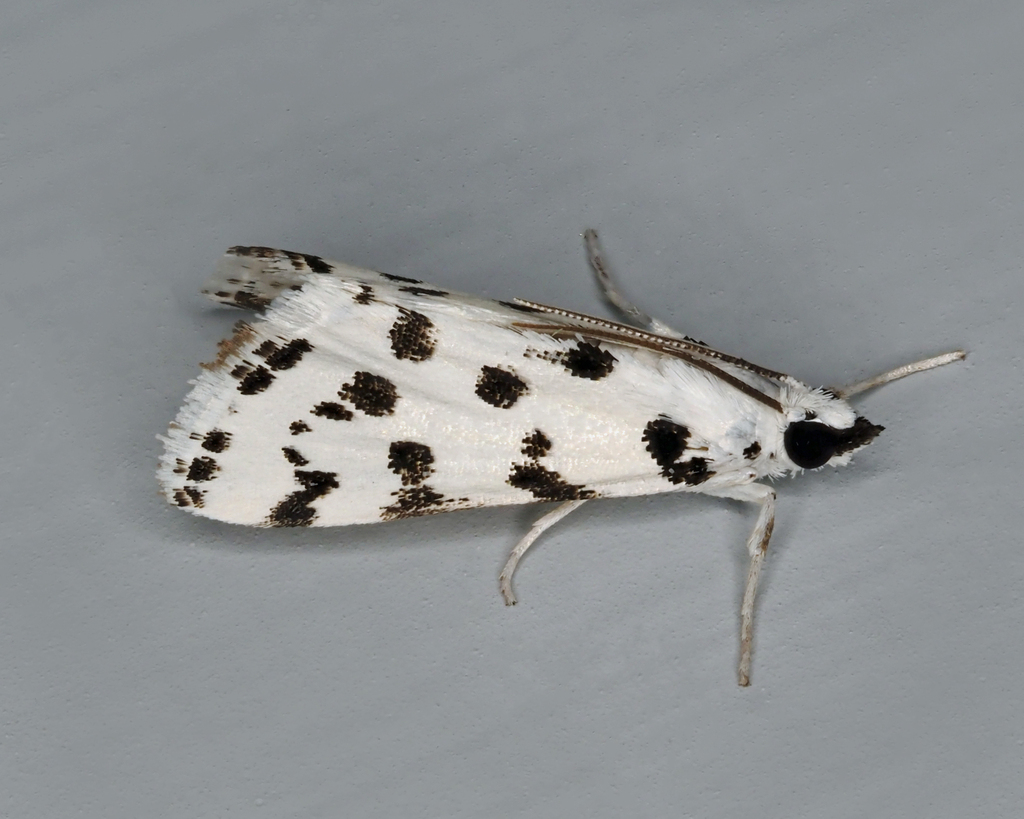 Spotted Peppergrass Moth from Salem, NH 03079, USA on June 15, 2024 at ...