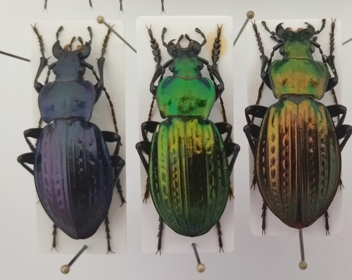 Subspecies Carabus ulrichii fastuosus · iNaturalist