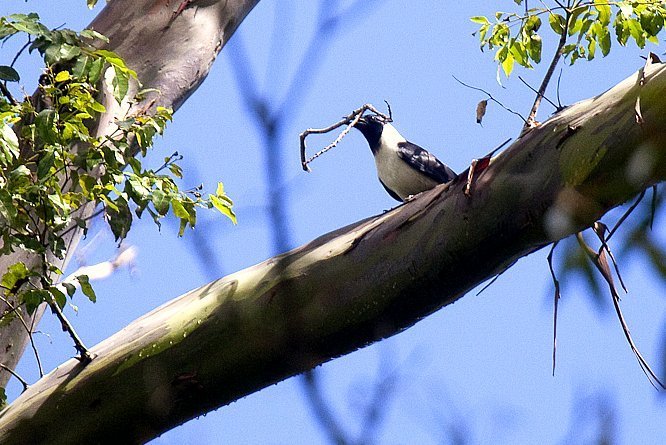 Piping Crow (Corvus typicus) - Avian Discovery