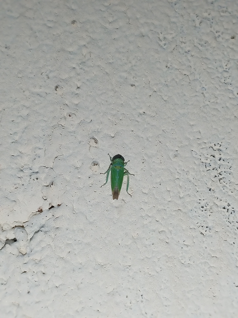 Opsius from Weihai, CN-SD, CN on June 15, 2024 at 08:12 PM by 冰绒绒绒 ...