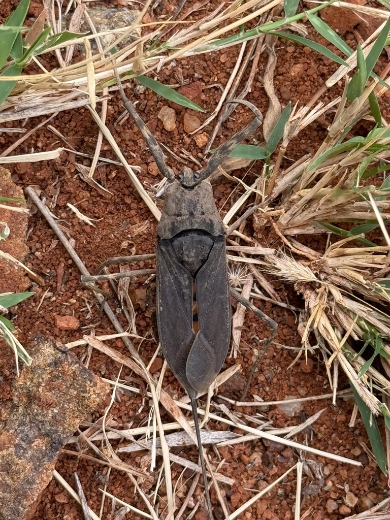 Laccotrephes from Kajiado South, Kajiado, Kajiado, KE on June 9, 2024 ...