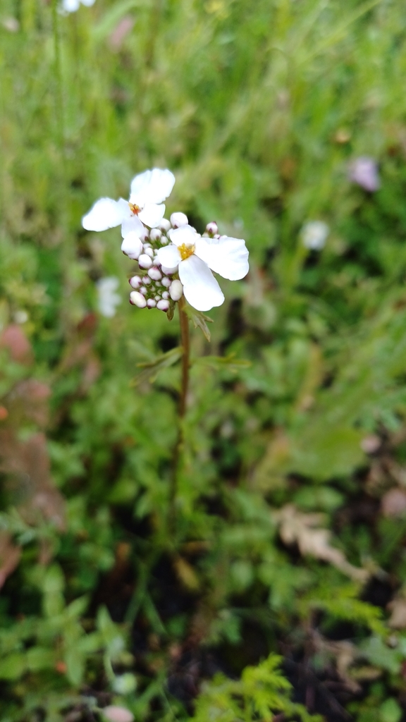 globe candytuft from Thornton-Cleveleys, UK on June 15, 2024 at 01:25 ...