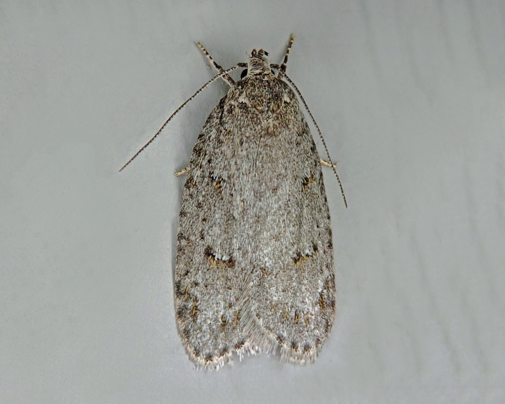 Bog Bibarrambla Moth from Salem, NH 03079, USA on June 15, 2024 at 03: ...
