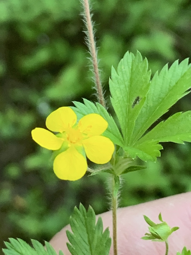 common cinquefoil (Potentilla simplex) - Botanical Realm
