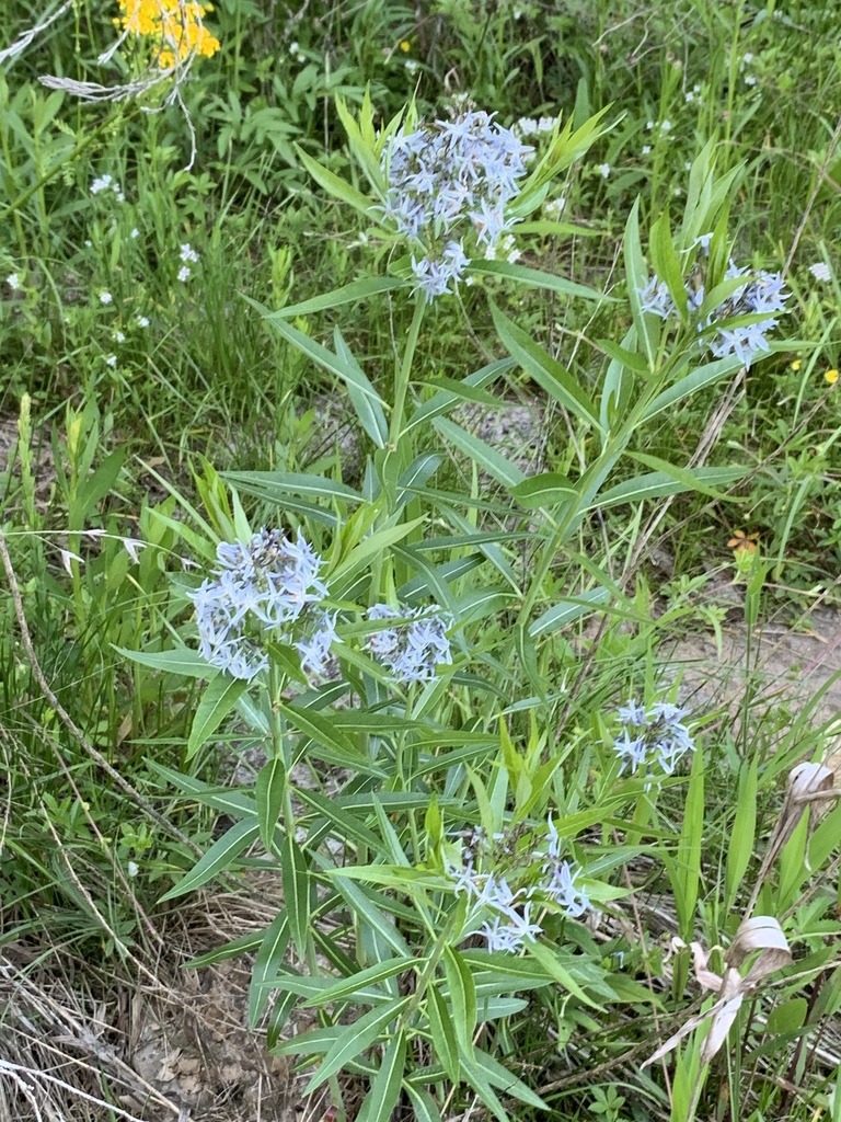Eastern Bluestar (Murfreesboro Indigenous Plant Project (MIPP) Guide ...