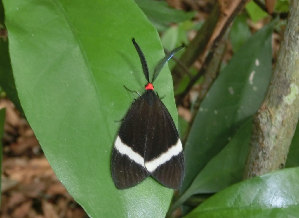 Pidorus atratus from 510台灣彰化縣員林市 on June 15, 2024 at 03:50 PM by ...