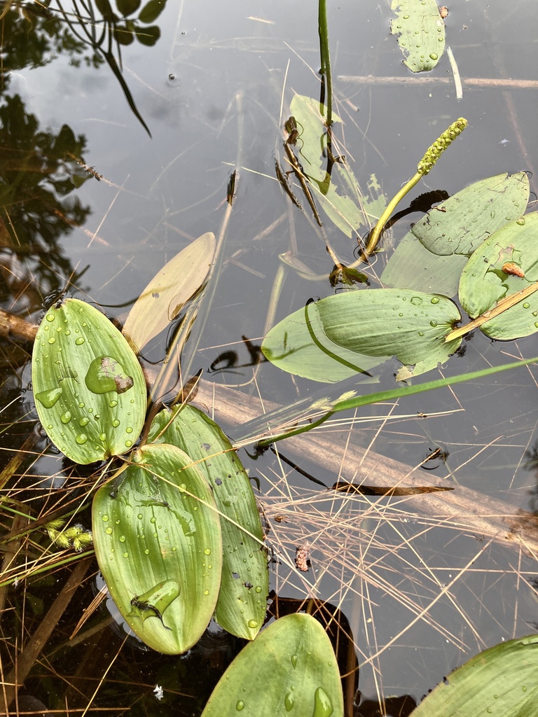Spotted Pondweed from Newington, NH 03801, USA on June 14, 2024 at 05: ...