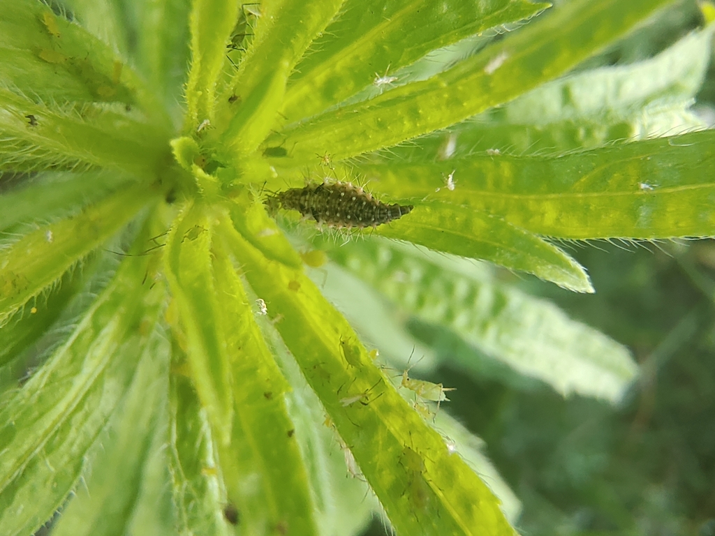 Winged and Once-winged Insects from Beijing, Beijing, CN on June 15 ...