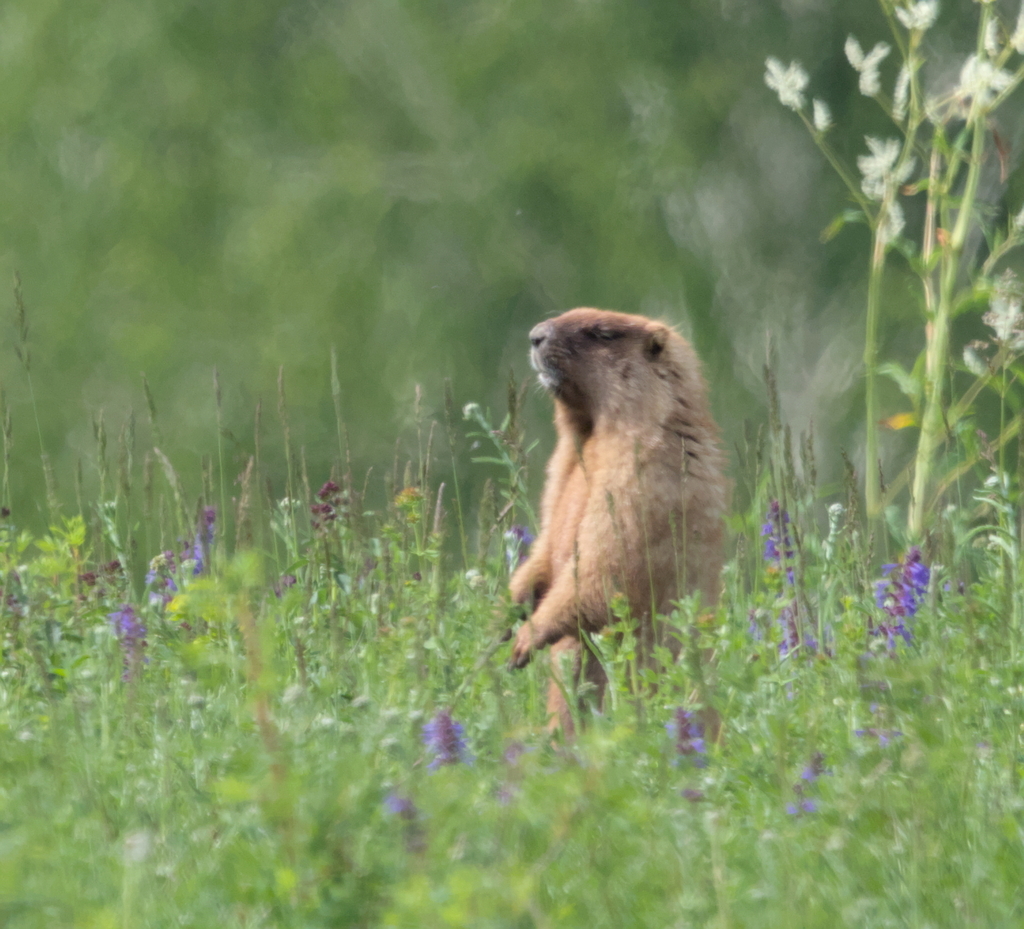 Grey Marmot from 中国新疆维吾尔自治区阿勒泰地区布尔津县 on June 8, 2024 at 10:59 AM by ...