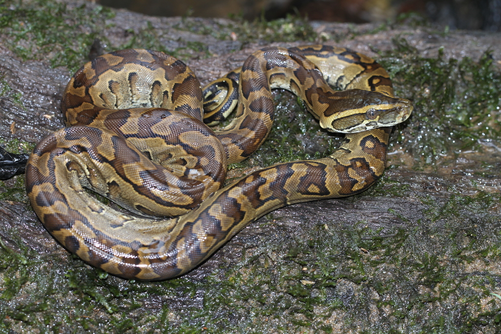 African Rock Python in March 2017 by Maël Dewynter. Le 06/03, un Python ...