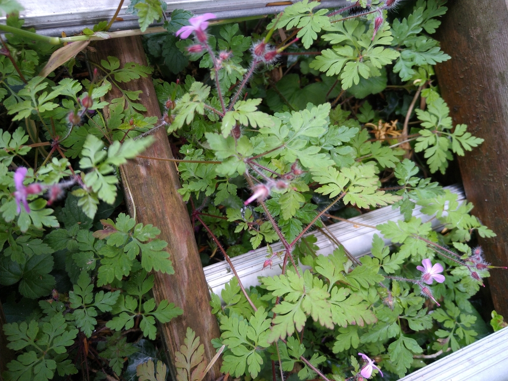 Herb Robert from Wigginton, Tamworth B79 9DN, UK on June 15, 2024 at 03 ...