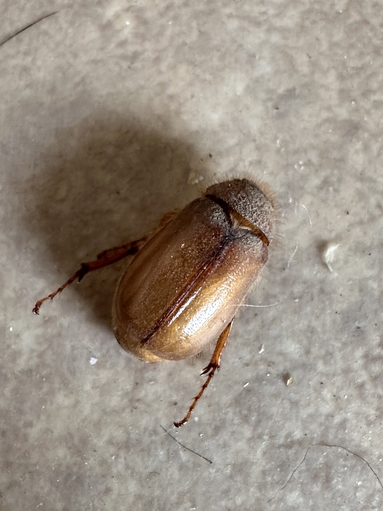 Mayate de Mayo desde Heriberto Jara, Naucalpan, Edo. Méx., MX el 07 de ...