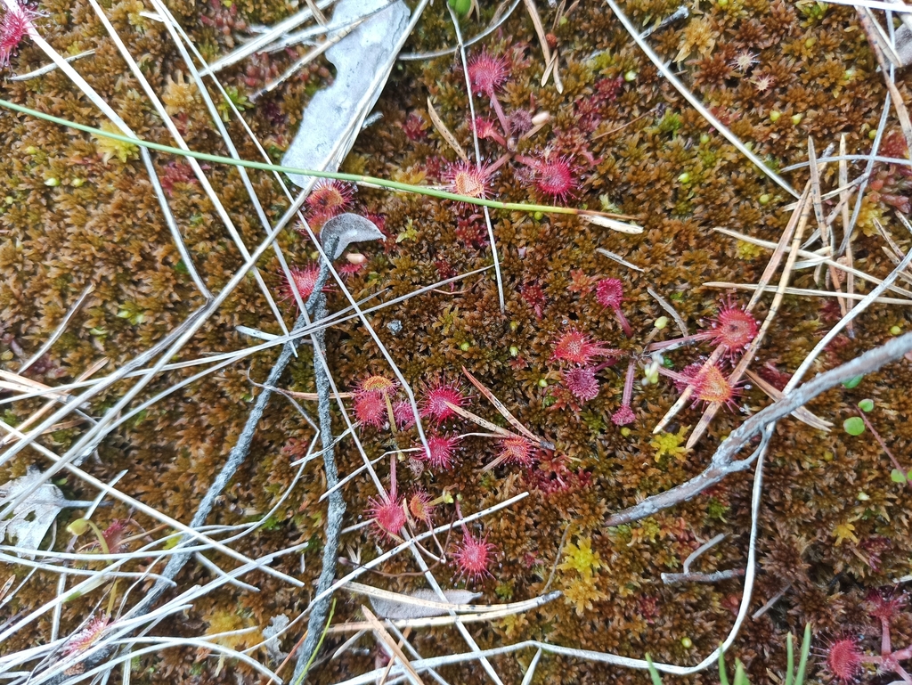round-leaved sundew from Smolenskoye Poozer'e / Smolemsk Lakeland, RU ...