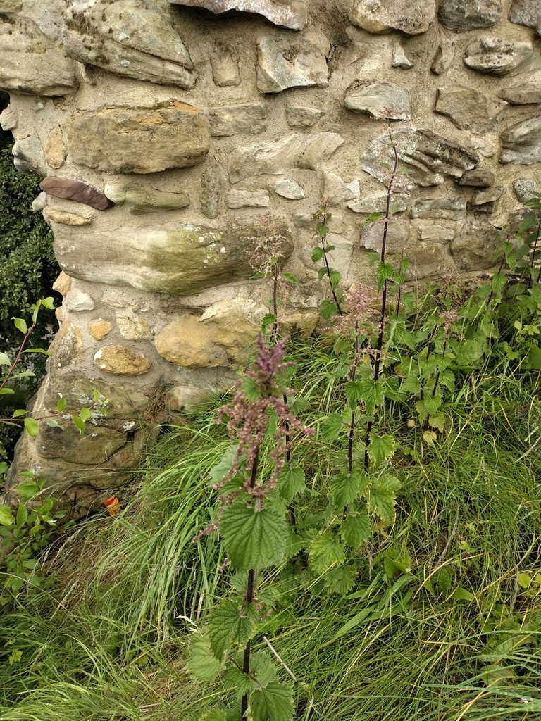 great stinging nettle from The Lodge, Castle Lodge, Castle Chain ...