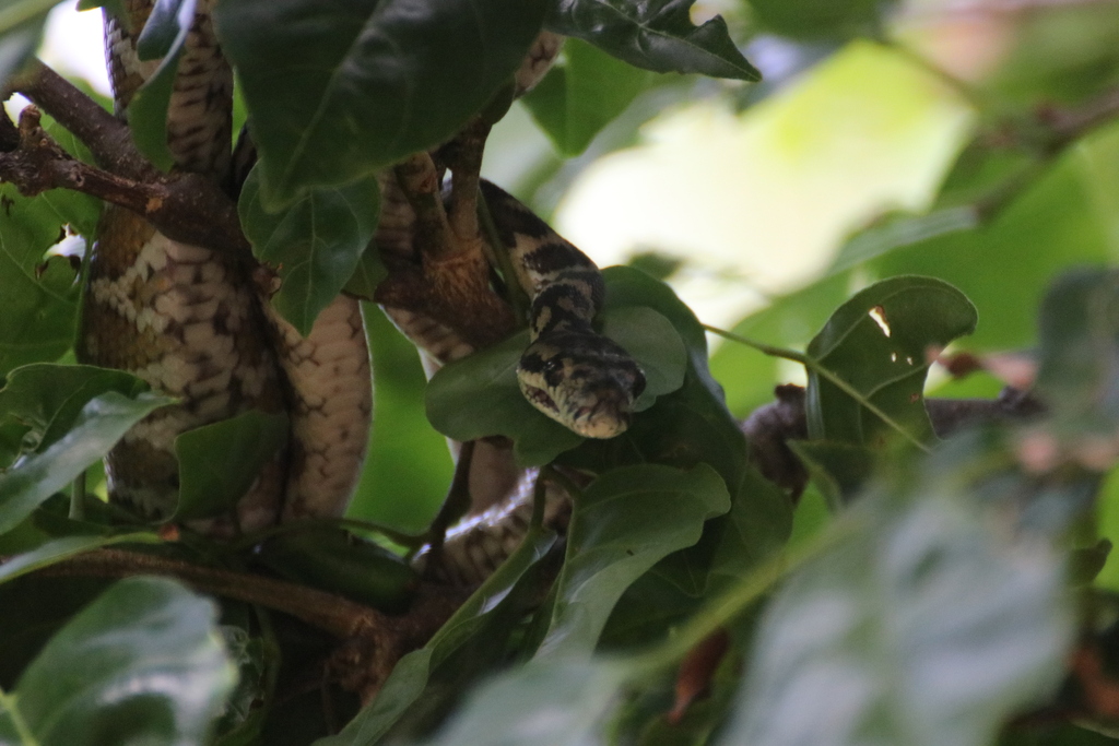 Darwin Carpet Python from East Point Reserve, Darwin NT, Australia on ...