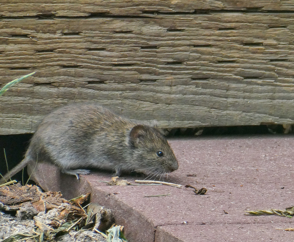 Long-tailed Vole (Wildlife of Roxborough State Park) · iNaturalist