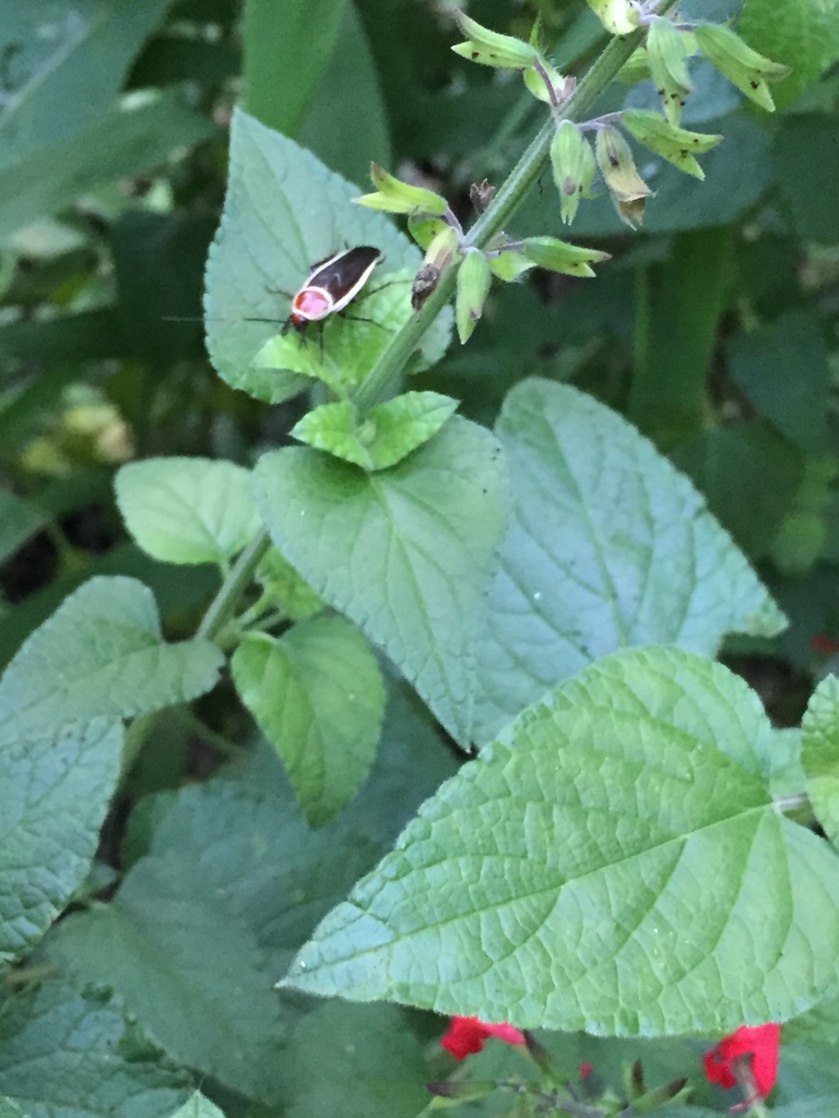 Pale-bordered Field Cockroach from Houston Arboretum & Nature Center ...