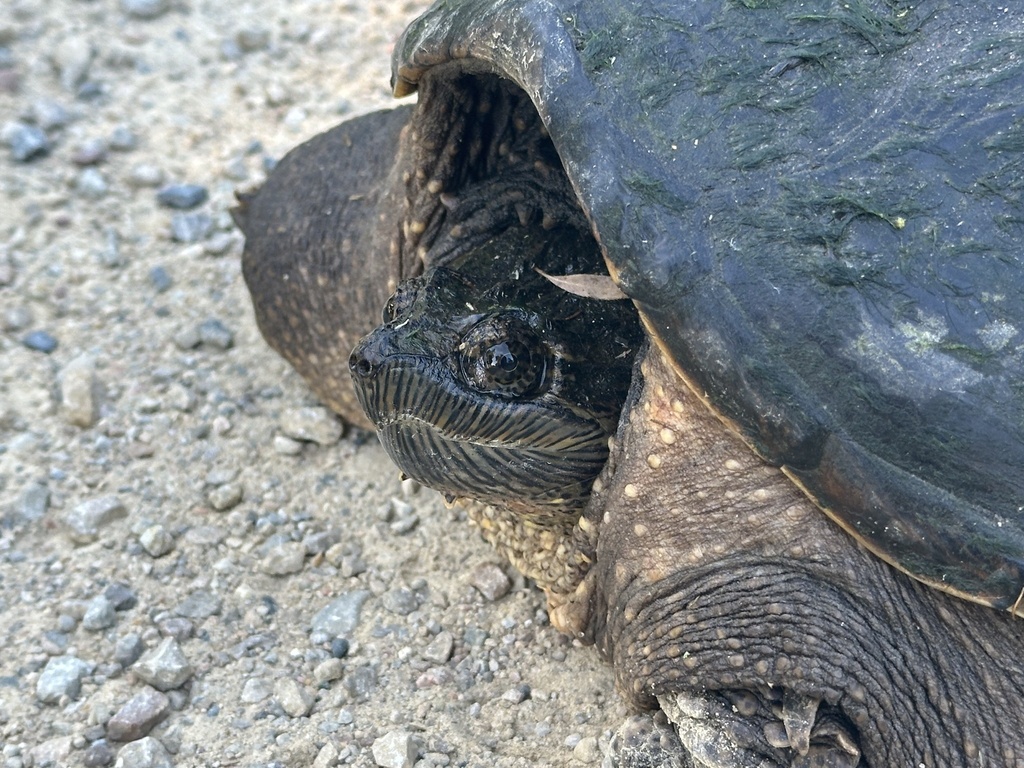 Common Snapping Turtle from Myre-Big Island State Park, Albert Lea, MN ...