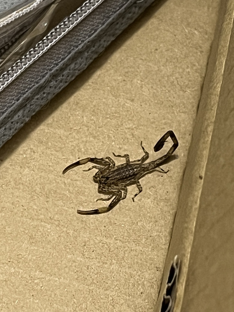 Lesser Brown Scorpion from Alley 493A Cach Mang Thang 8, Ho Chi Minh ...