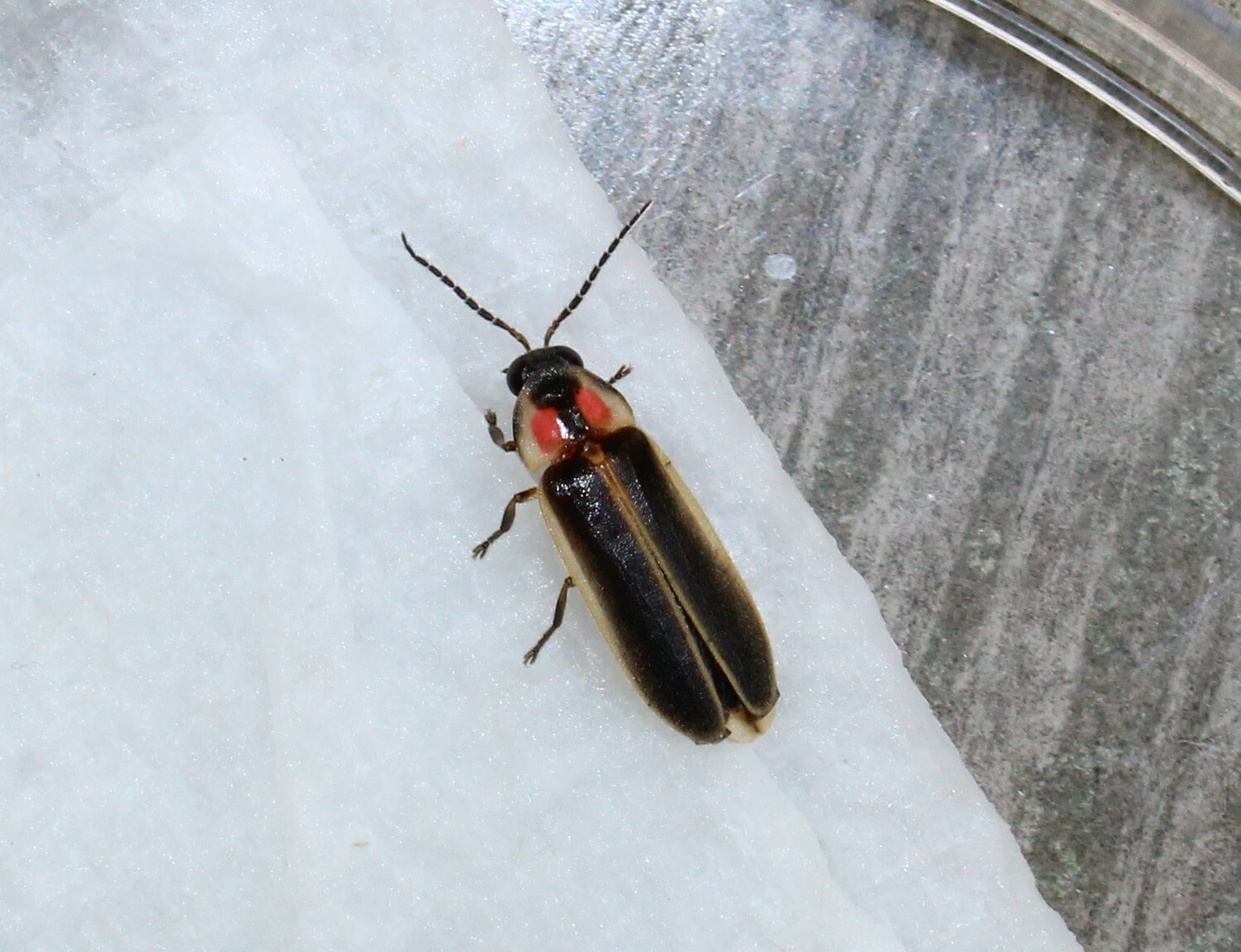 Baby Firefly Insect