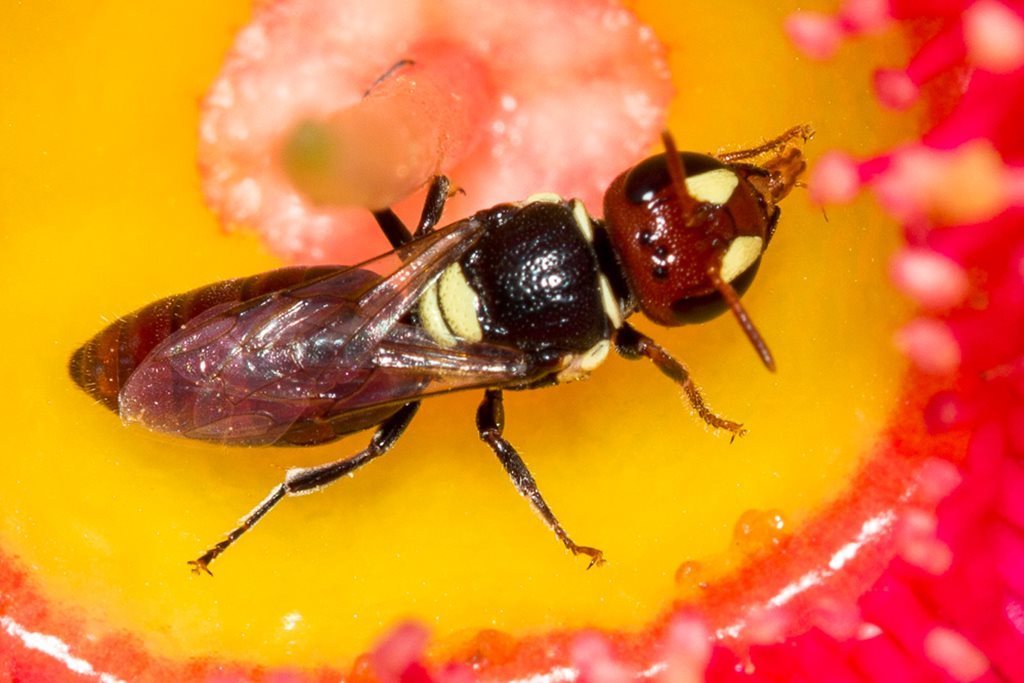 Red-headed Masked Bee (bees of se qld) · iNaturalist