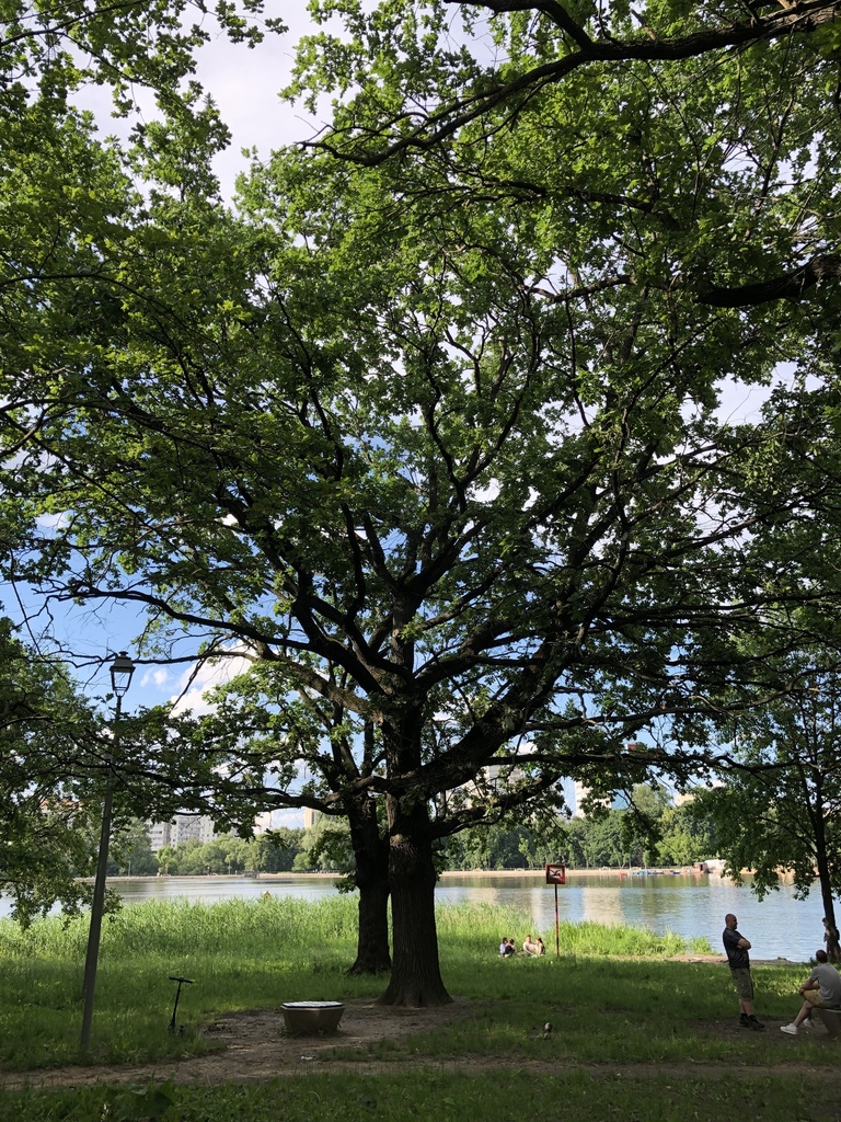 Pedunculate Oak Complex (Quercus robur) - Botanical Realm
