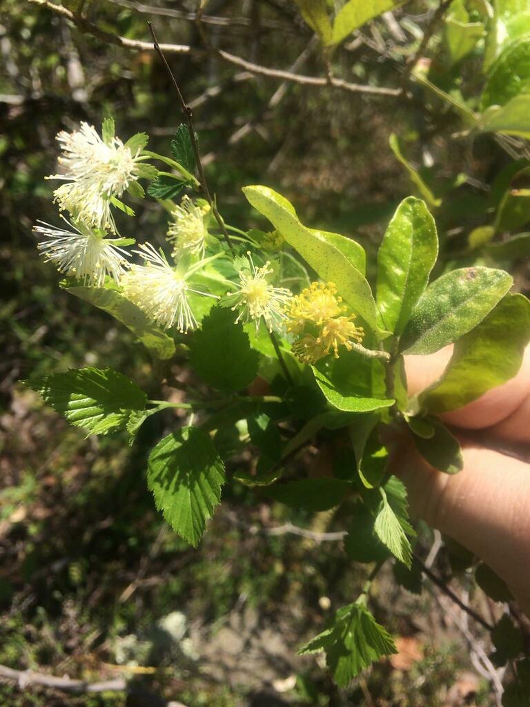 Alabama croton in April 2016 by Brian Keener. Growing side by side with ...