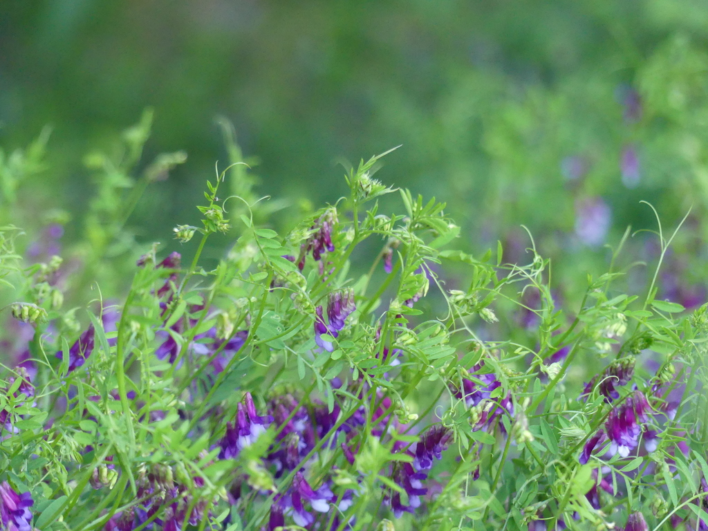 Vetches (Vicia) - Botanical Realm