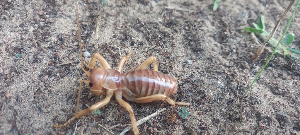 Sand Crickets from Ocean Echo SCUBA on June 15, 2024 at 02:09 PM by ...