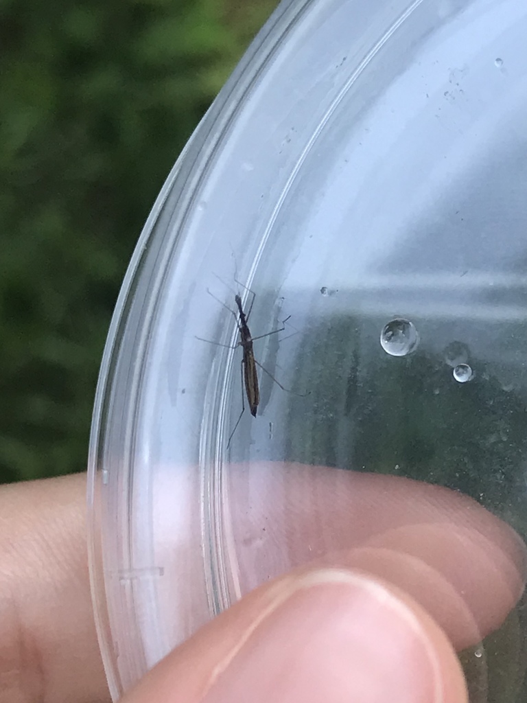 Hydrometra from Nogawa Park, Chofu-Shi, Tokyo, JP on May 13, 2019 at 12 ...