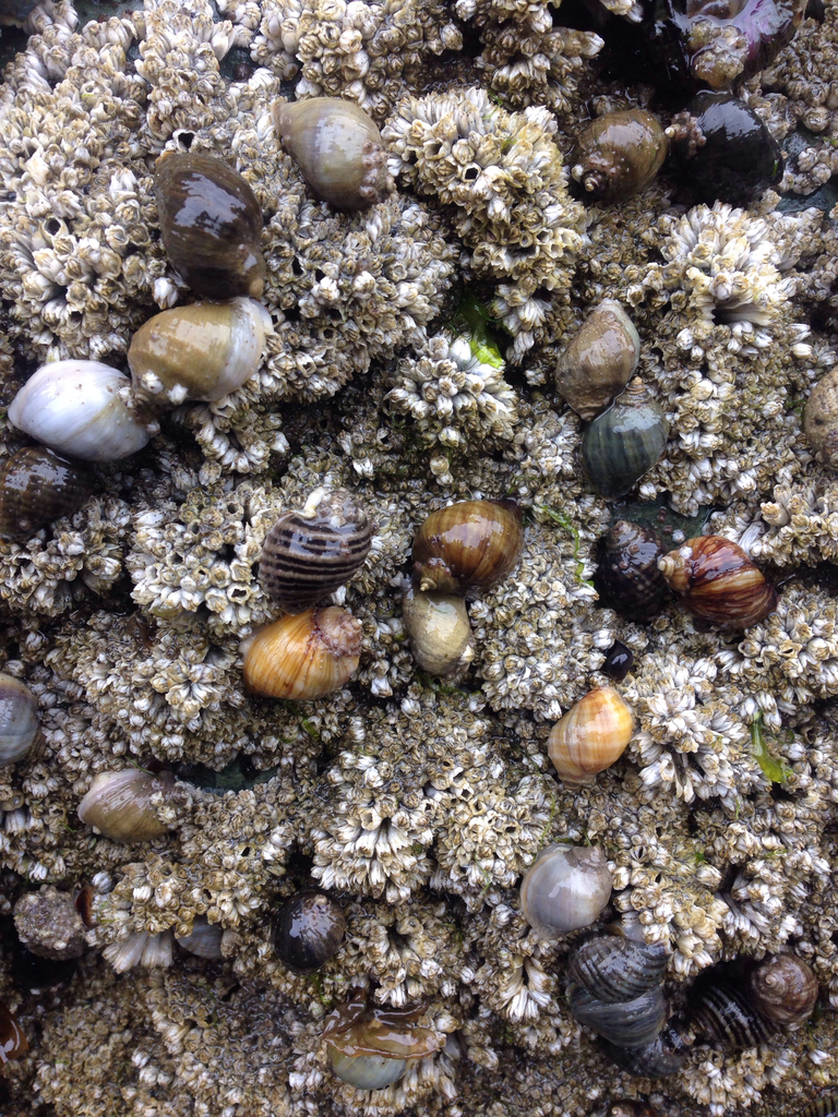 Striped Dogwinkle (Rocky Intertidal Species Southern California ...