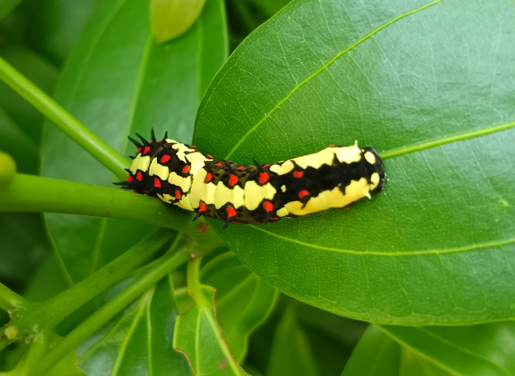 Common Mime Swallowtail from Q8XW+GP8, Poochakkal, Panavally, Kerala ...