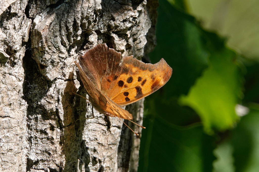 Question Mark from South Riverdale, Toronto, ON, Canada on June 15 ...
