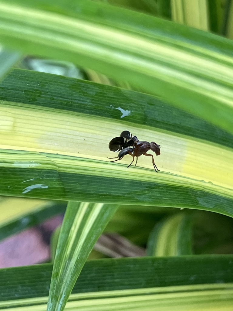 Common Picture-winged Fly from Nicollet Ave, Minneapolis, MN, US on ...