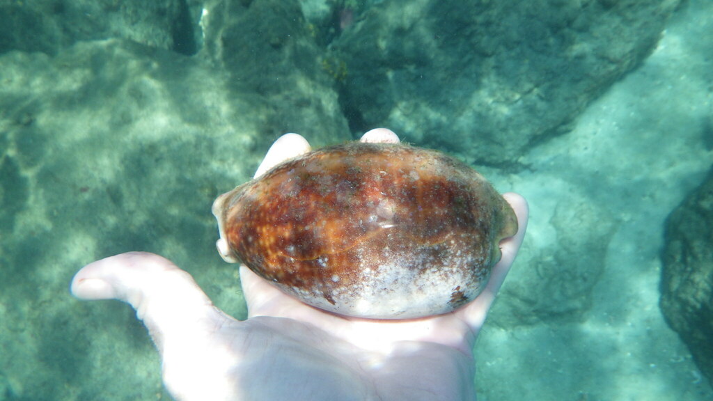 Atlantic Deer Cowrie from Palm Beach County, FL, USA on May 27, 2024 at ...