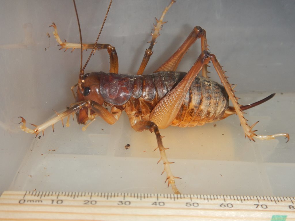Giant King Cricket from 168 Cootharaba Rd, Cootharaba QLD 4565 ...