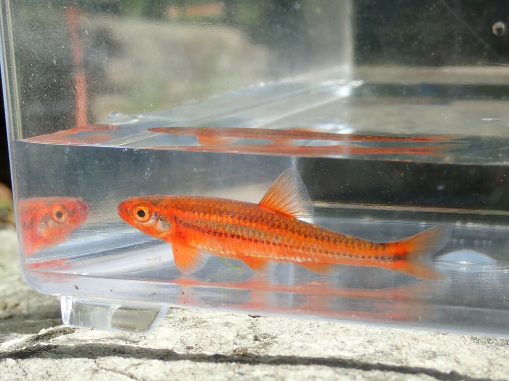 Tennessee Shiner in May 2023 by Daniel Folds · iNaturalist