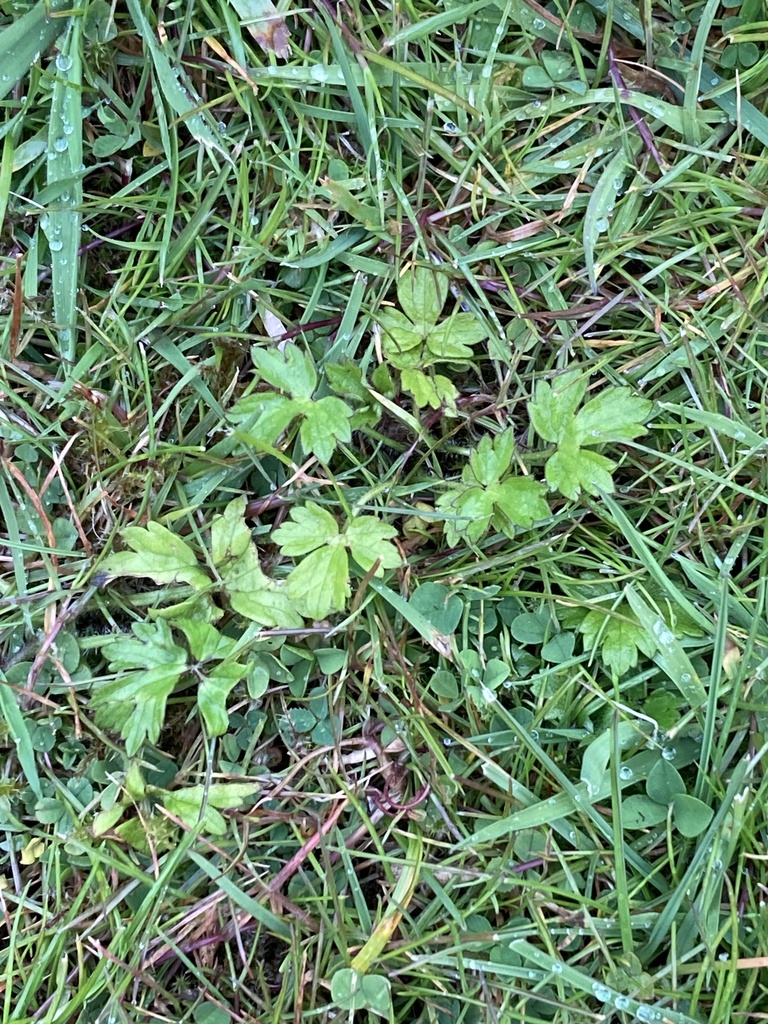 Creeping buttercup from The Orchards, York, England, GB on June 15 ...