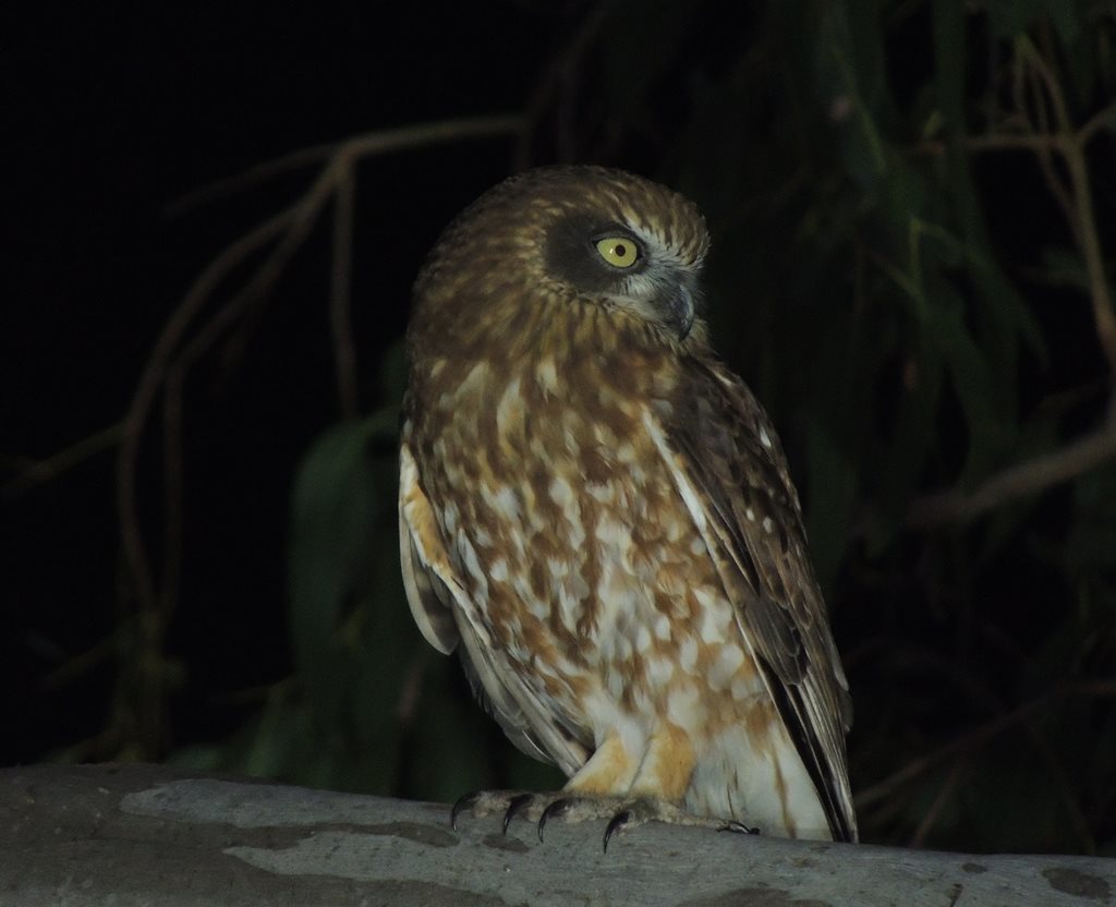 East Australian Boobook (Birds of Mornington Peninsula) · iNaturalist