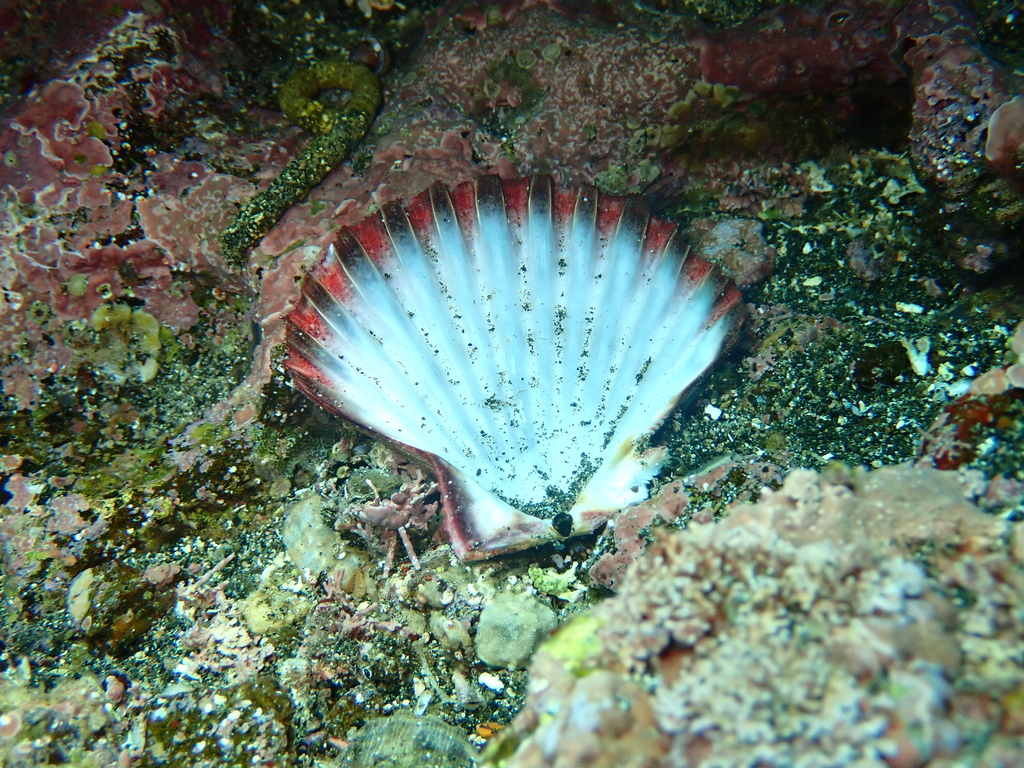 Nodipecten magnificus from Tagus Cove, Ecuador on May 7, 2024 at 12:20 ...