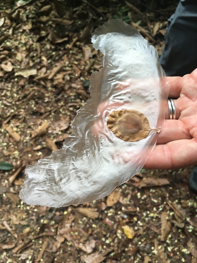 Javan cucumber (Alsomitra macrocarpa) - Botanical Realm