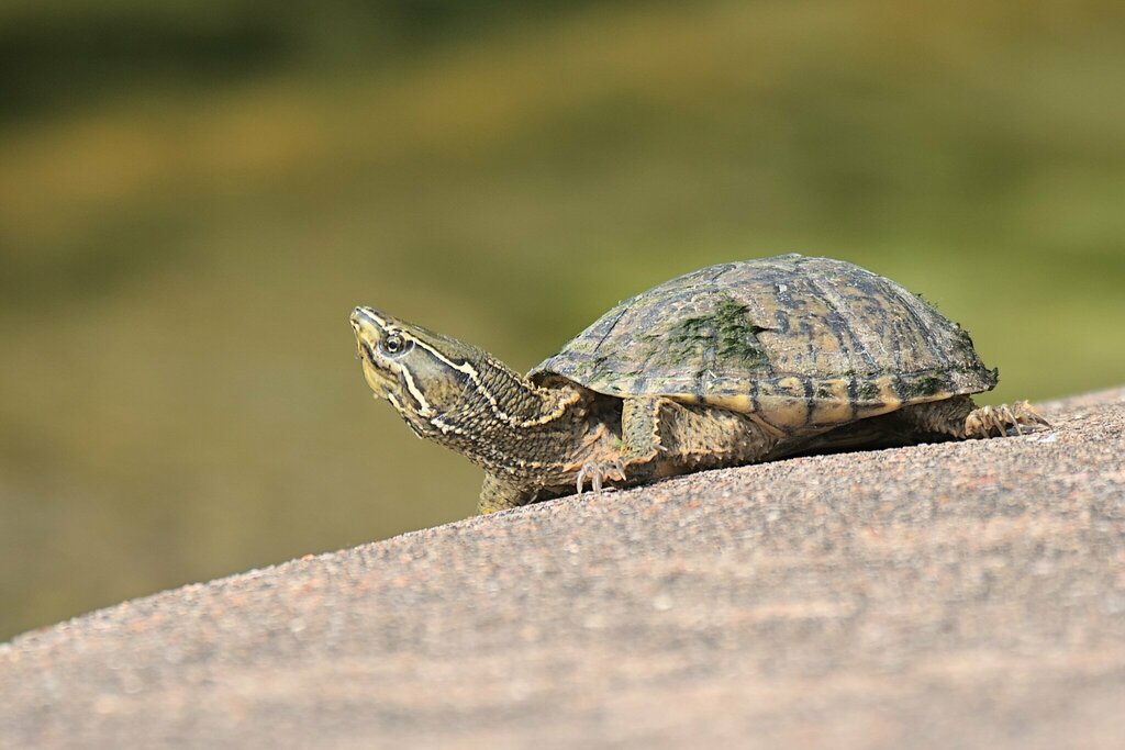 Eastern Musk Turtle from Town And Country Park Addition, TX 78729, USA ...