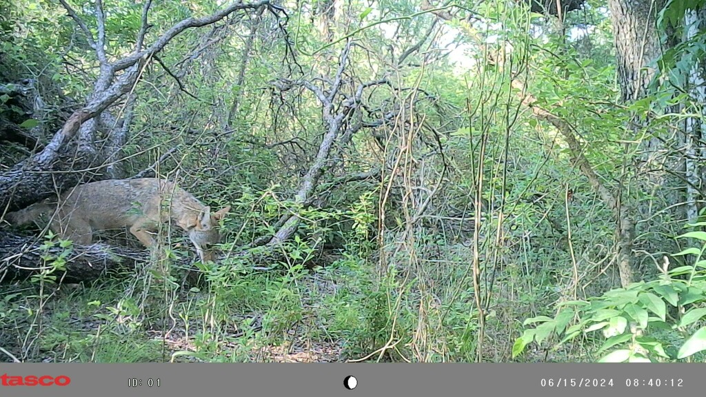 Coyote in June 2024 by Chris Acree · iNaturalist